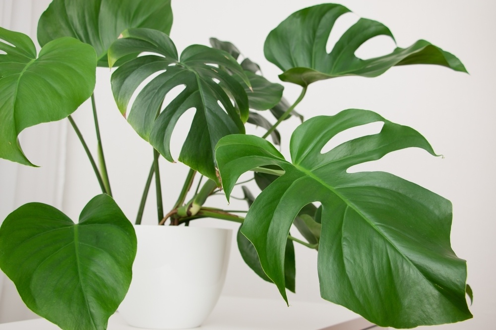 The Best Tips for a Stunning Monstera - Welland Vale Garden ...