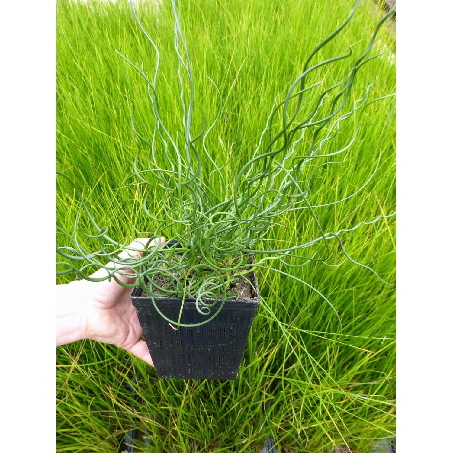 Juncus Effusus Spiralis
